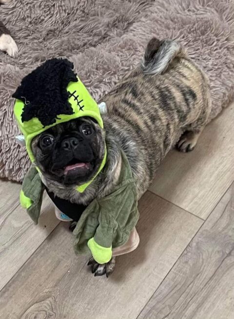 Pug Puppies for Sale - Pug Hub Pug Babies