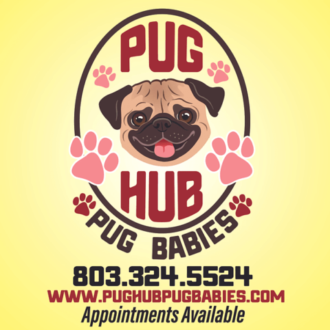 Pug Puppies for Sale - Pug Hub Pug Babies